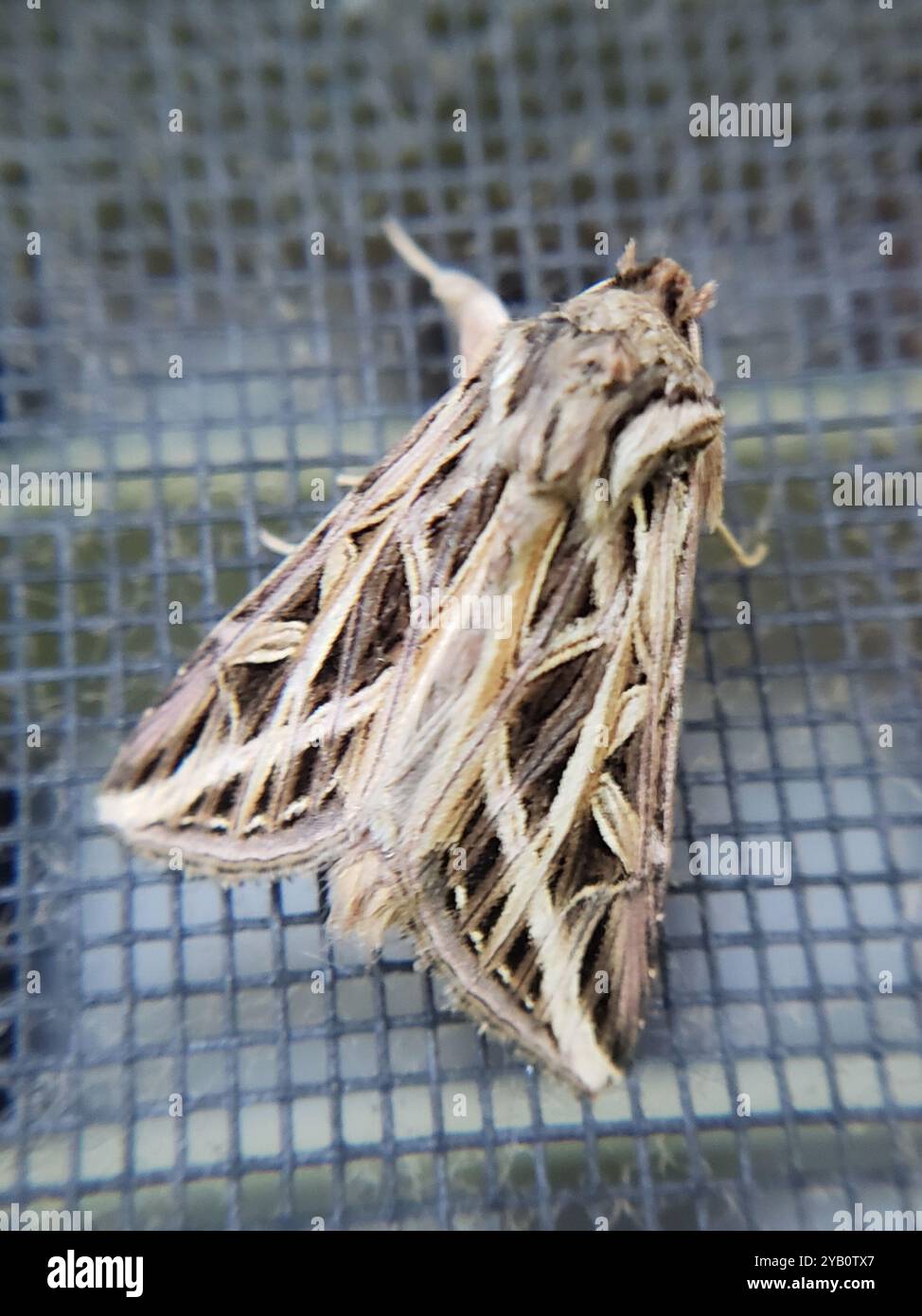 Girdler Moth (Dargida procinctus) Insecta Stock Photo - Alamy