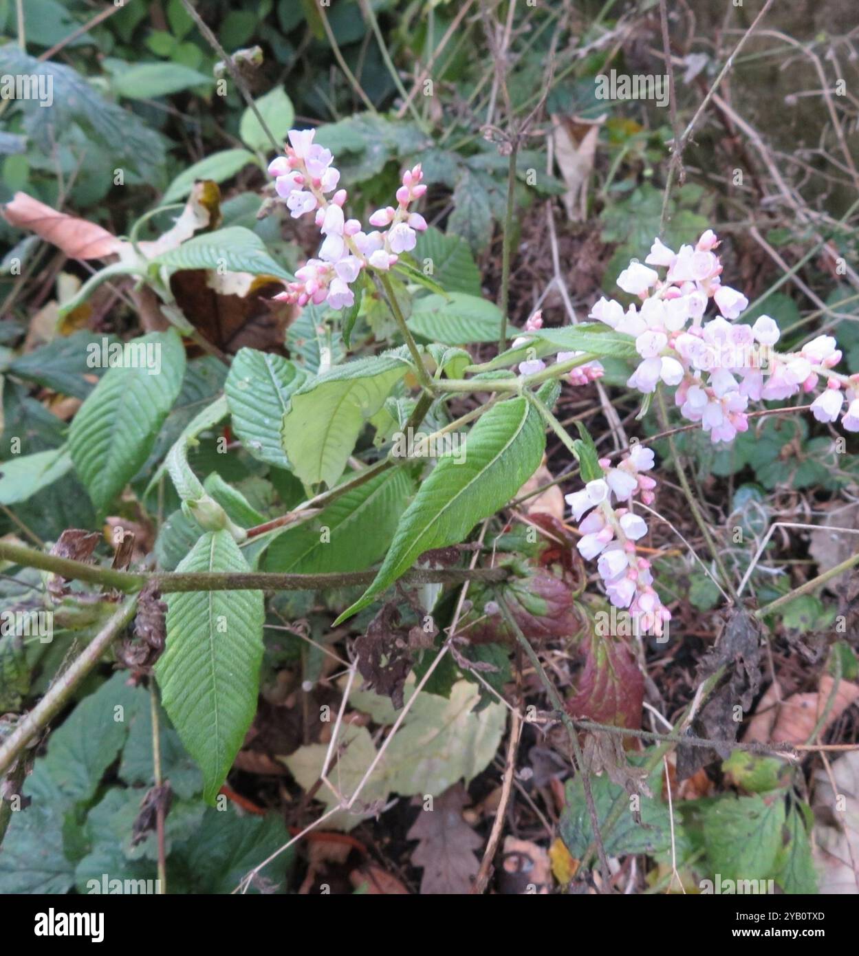 Lesser Knotweed (Koenigia campanulata) Plantae Stock Photo - Alamy