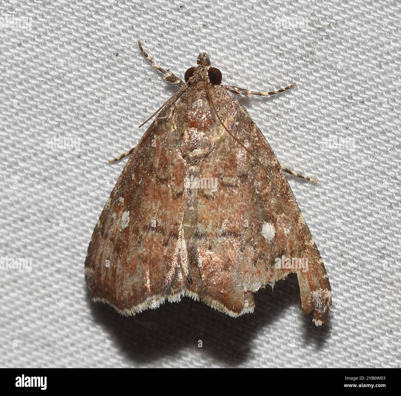 Eight-spot Moth (Amyna stricta) Insecta Stock Photo - Alamy