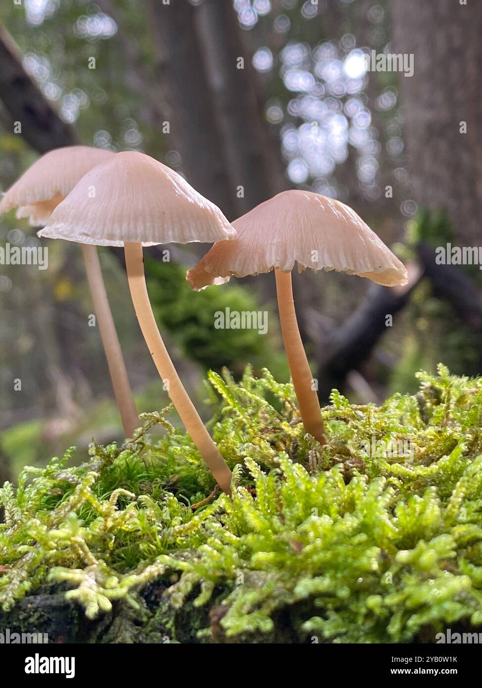 common bonnet (Mycena galericulata) Fungi Stock Photo - Alamy