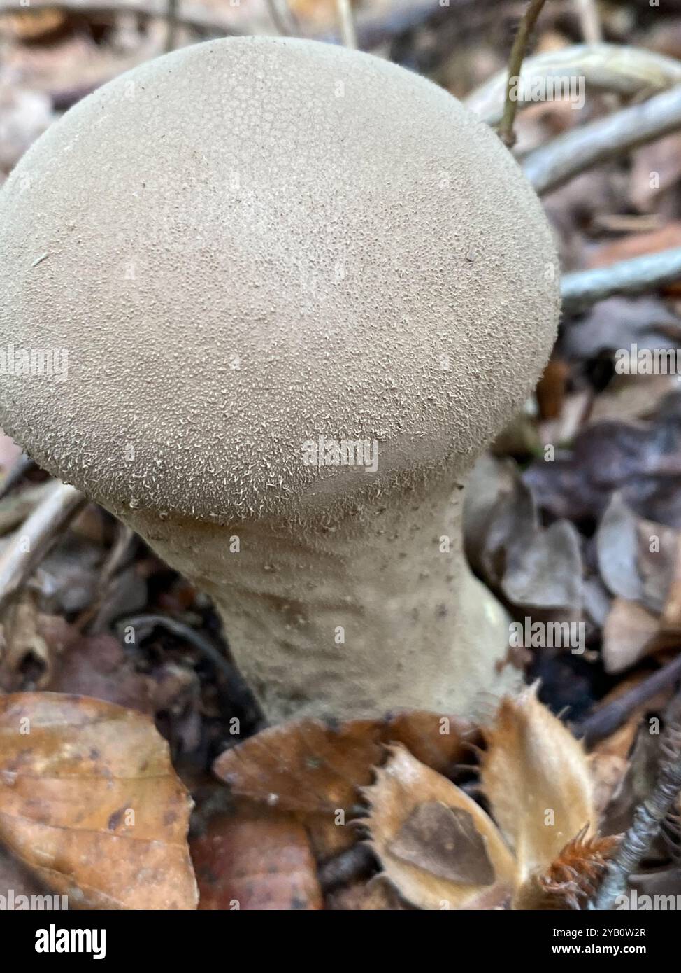 Pestle Puffball (Lycoperdon excipuliforme) Fungi Stock Photo - Alamy