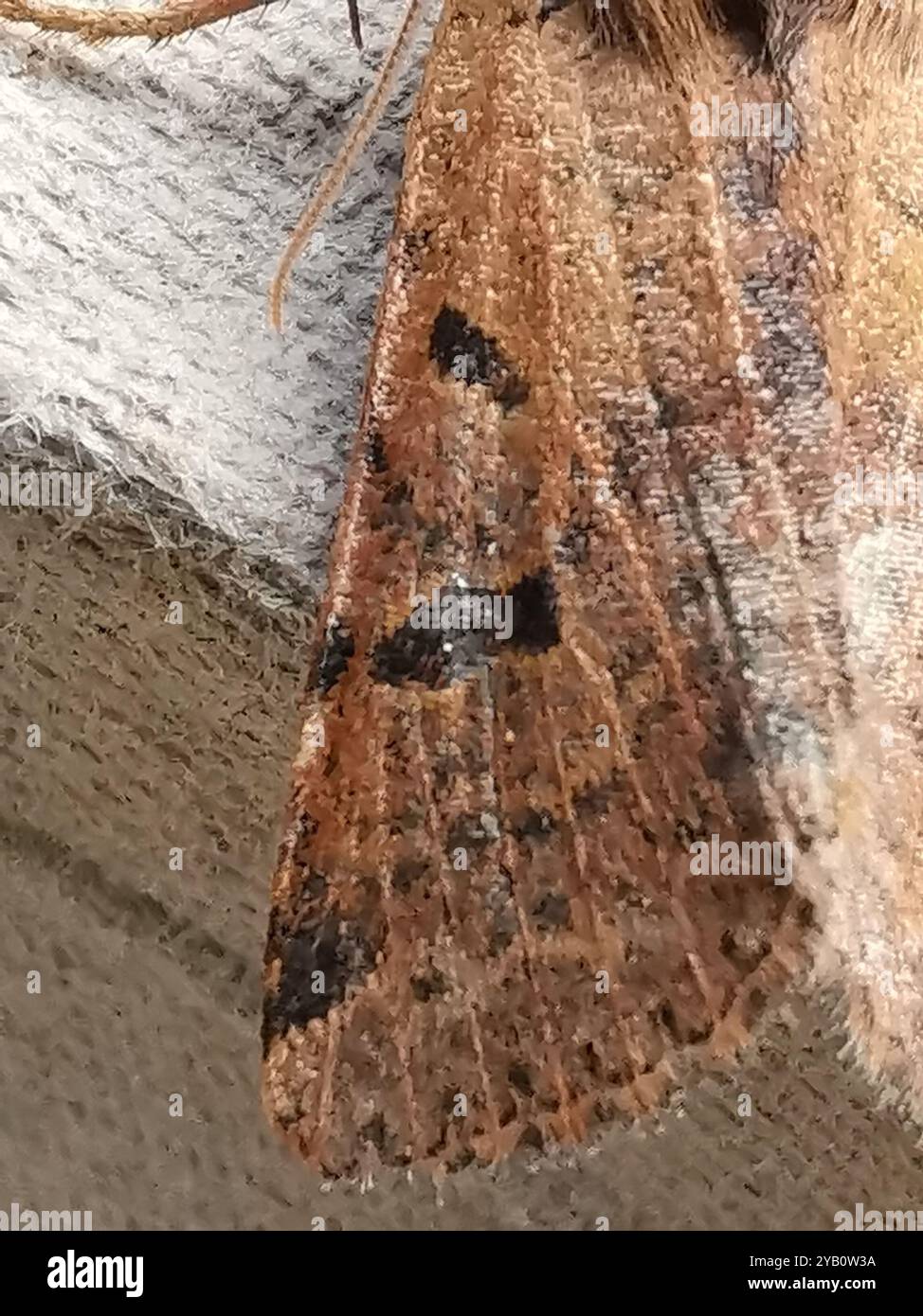 Beaded Chestnut (Agrochola lychnidis) Insecta Stock Photo - Alamy