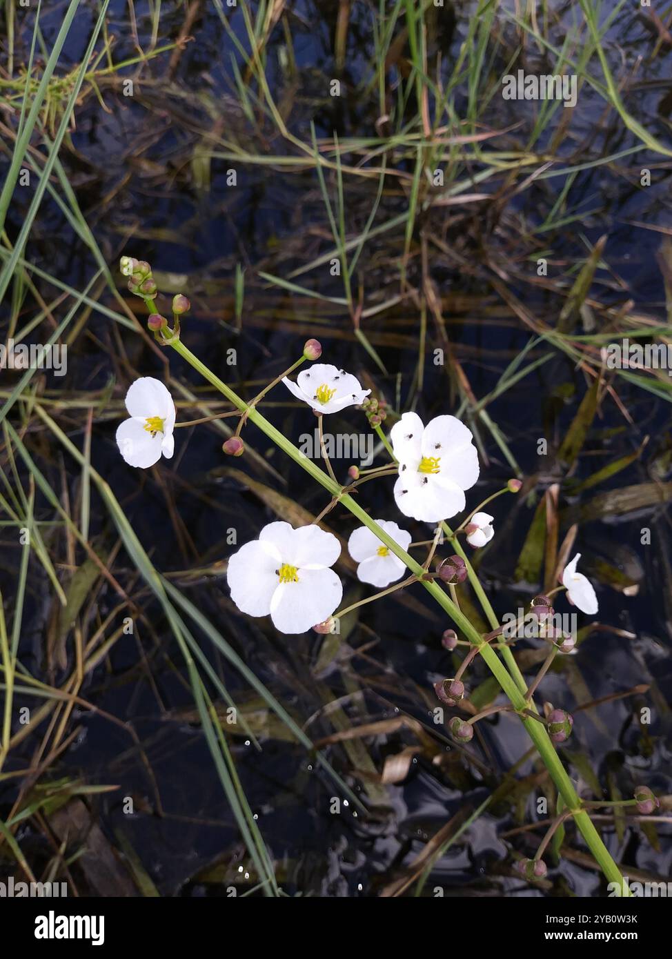Grass-leaved Arrowhead (Sagittaria graminea) Plantae Stock Photo - Alamy
