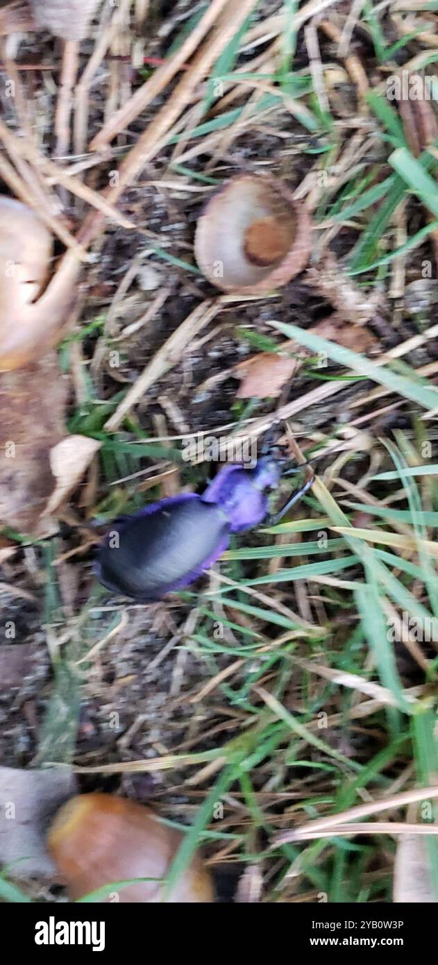 Rough Violet Ground Beetle (Carabus problematicus) Insecta Stock Photo ...