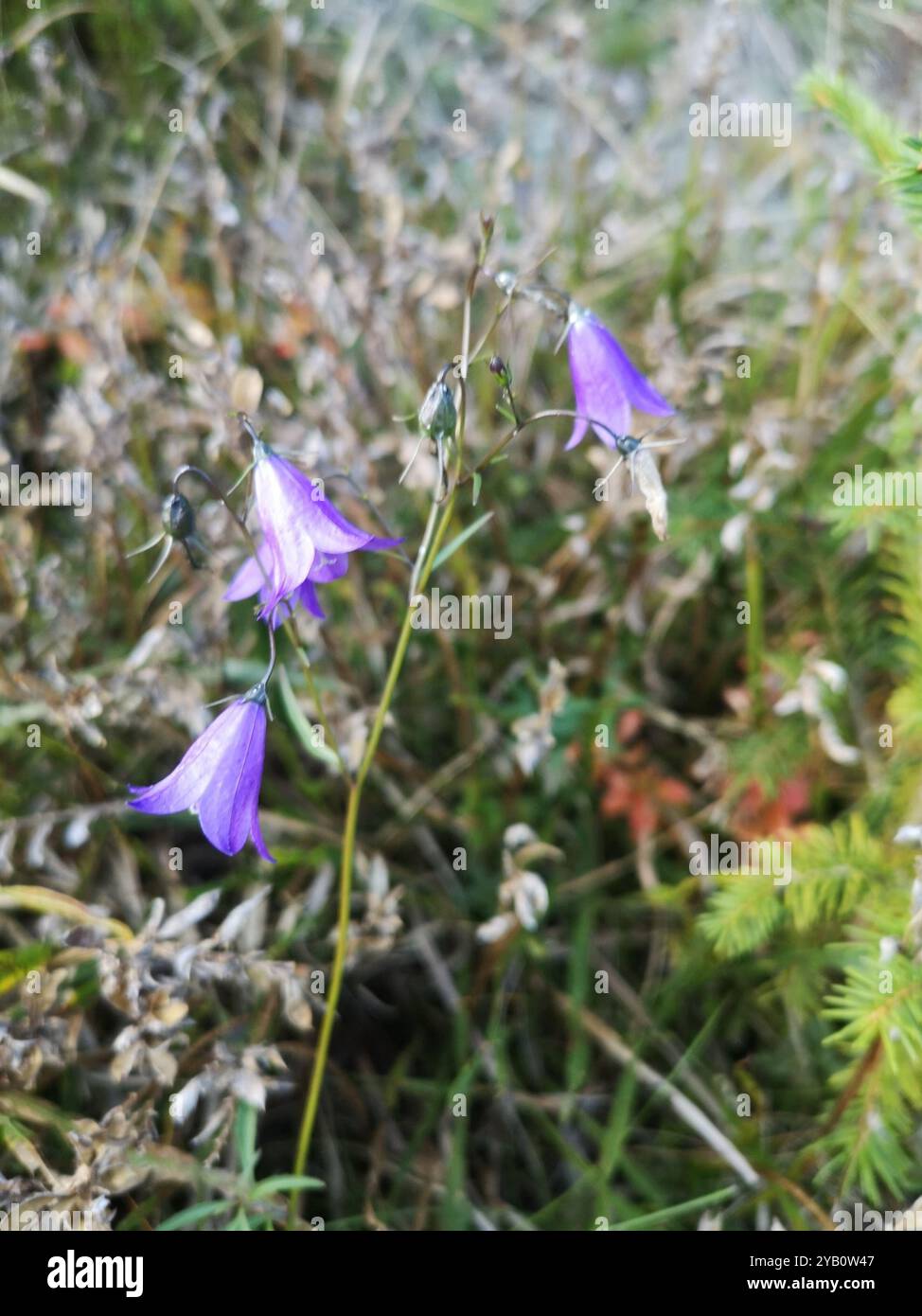 Common Harebell (Campanula rotundifolia) Plantae Stock Photo - Alamy