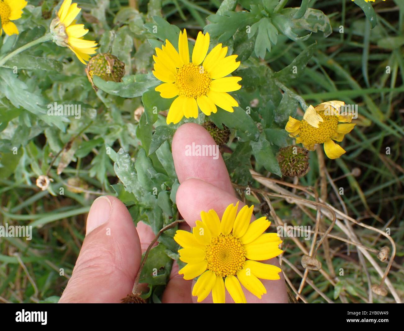 Corn Marigold (Glebionis segetum) Plantae Stock Photo - Alamy