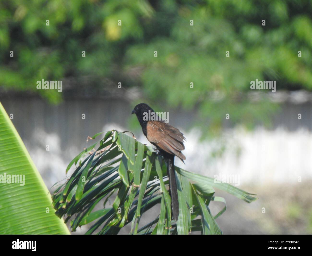 Lesser Coucal (Centropus bengalensis) Aves Stock Photo - Alamy