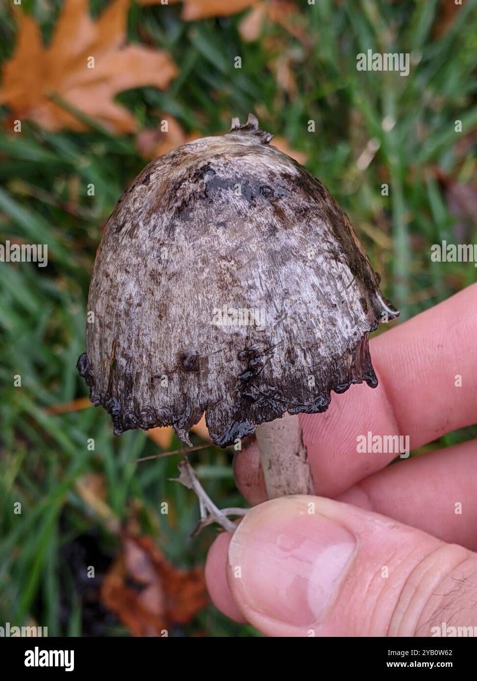 Common Ink Cap (Coprinopsis atramentaria) Fungi Stock Photo - Alamy