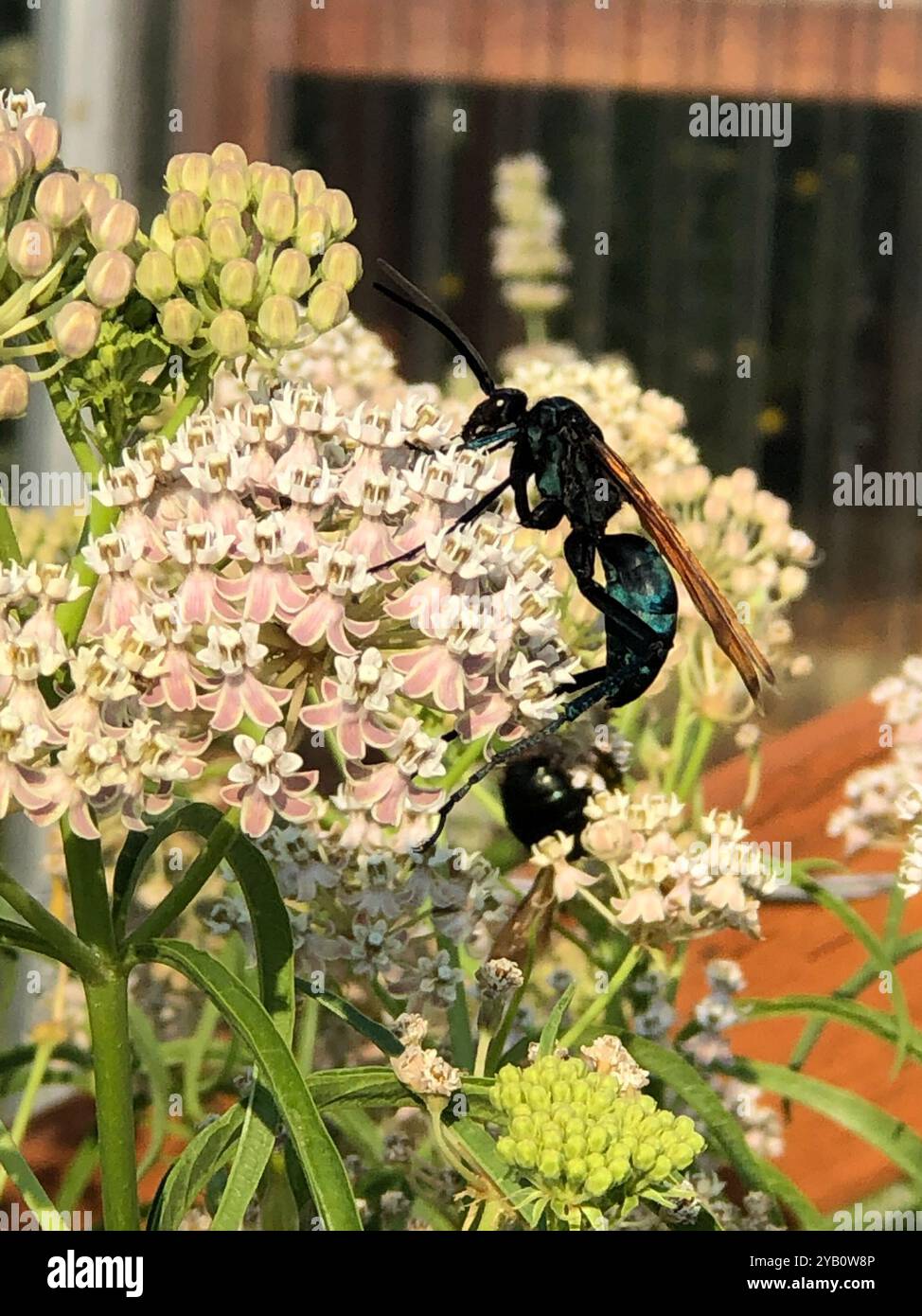 Thisbe's Tarantula-hawk Wasp (Pepsis thisbe) Insecta Stock Photo - Alamy