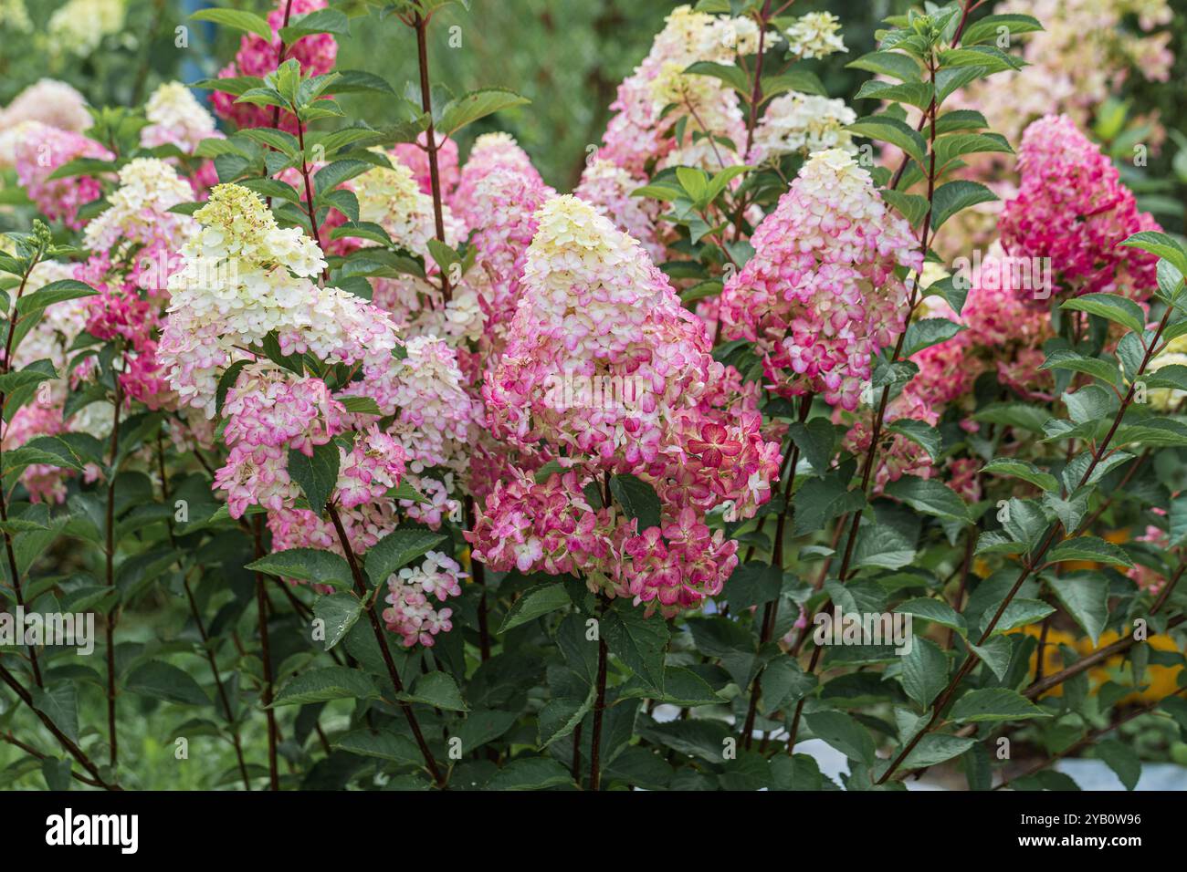 Hydrangea paniculata sort Fraise Melba hydrangea with pink flowers ...