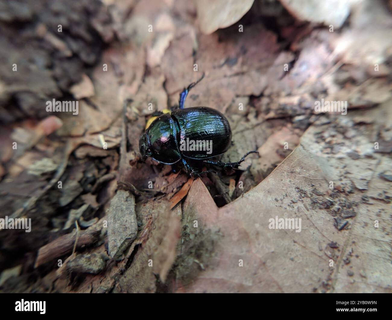 Woodland Dor Beetle (Anoplotrupes stercorosus) Insecta Stock Photo - Alamy