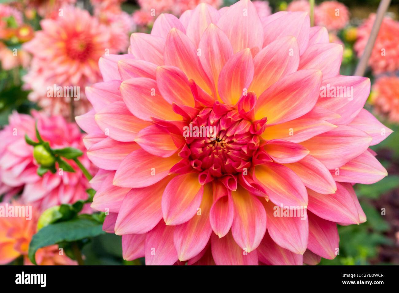 Dahlia "Mrs Swanee Hunt Stock Photo - Alamy