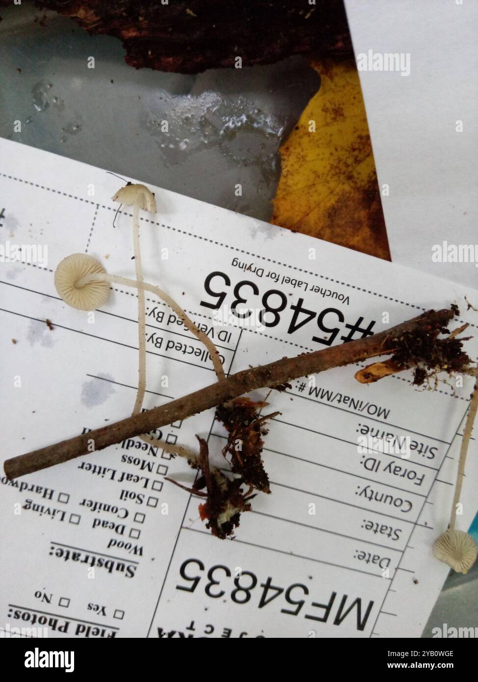 Mycena vitilis hi-res stock photography and images - Alamy