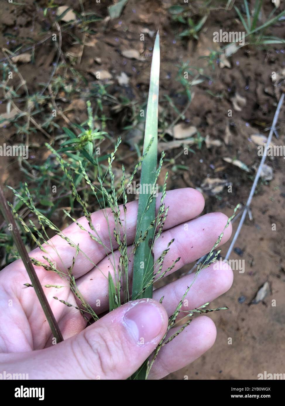 Fall Panic Grass (Panicum dichotomiflorum dichotomiflorum) Plantae ...