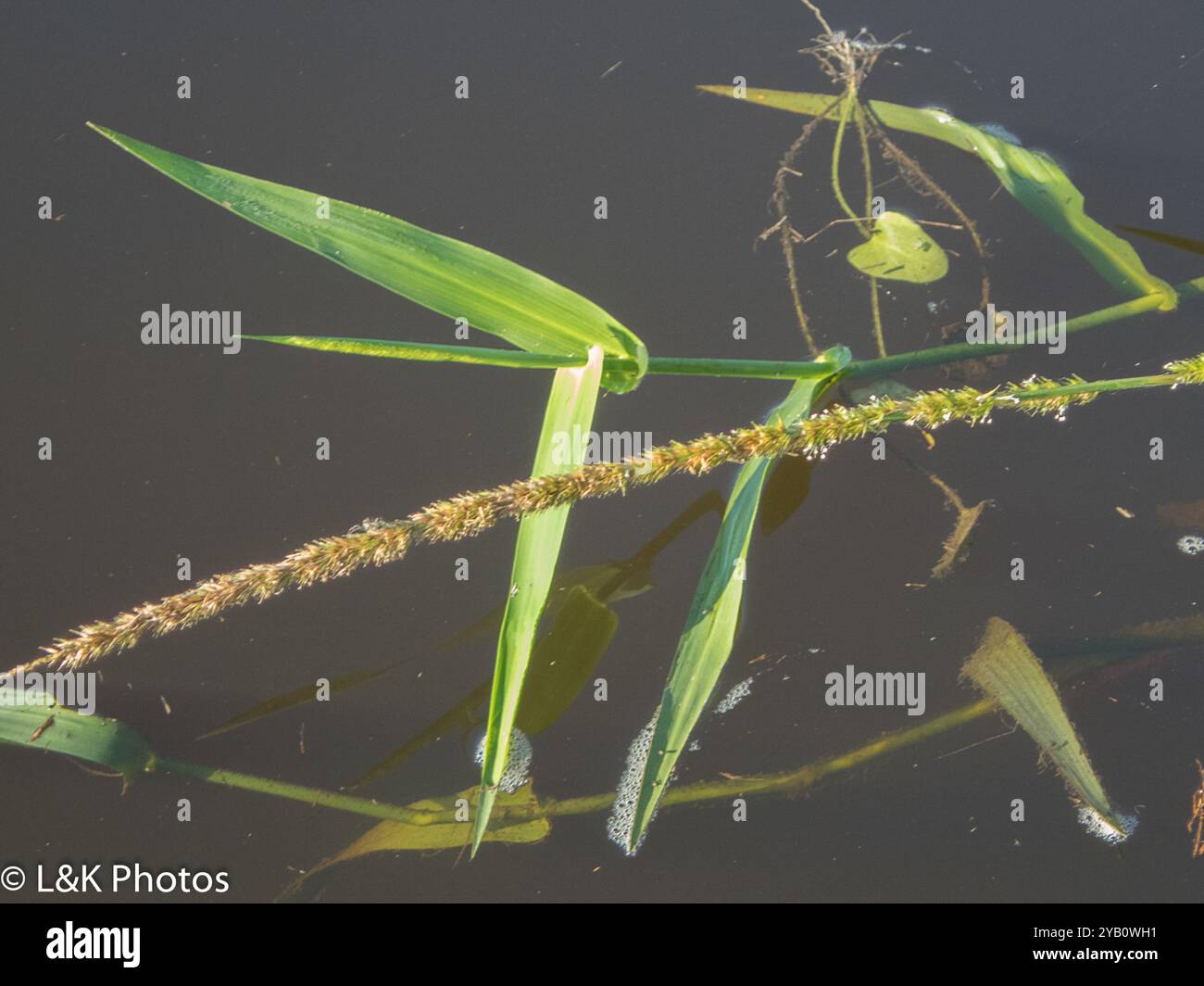 bristlegrasses, rosette grasses, barnyard grasses, and allies (Paniceae ...