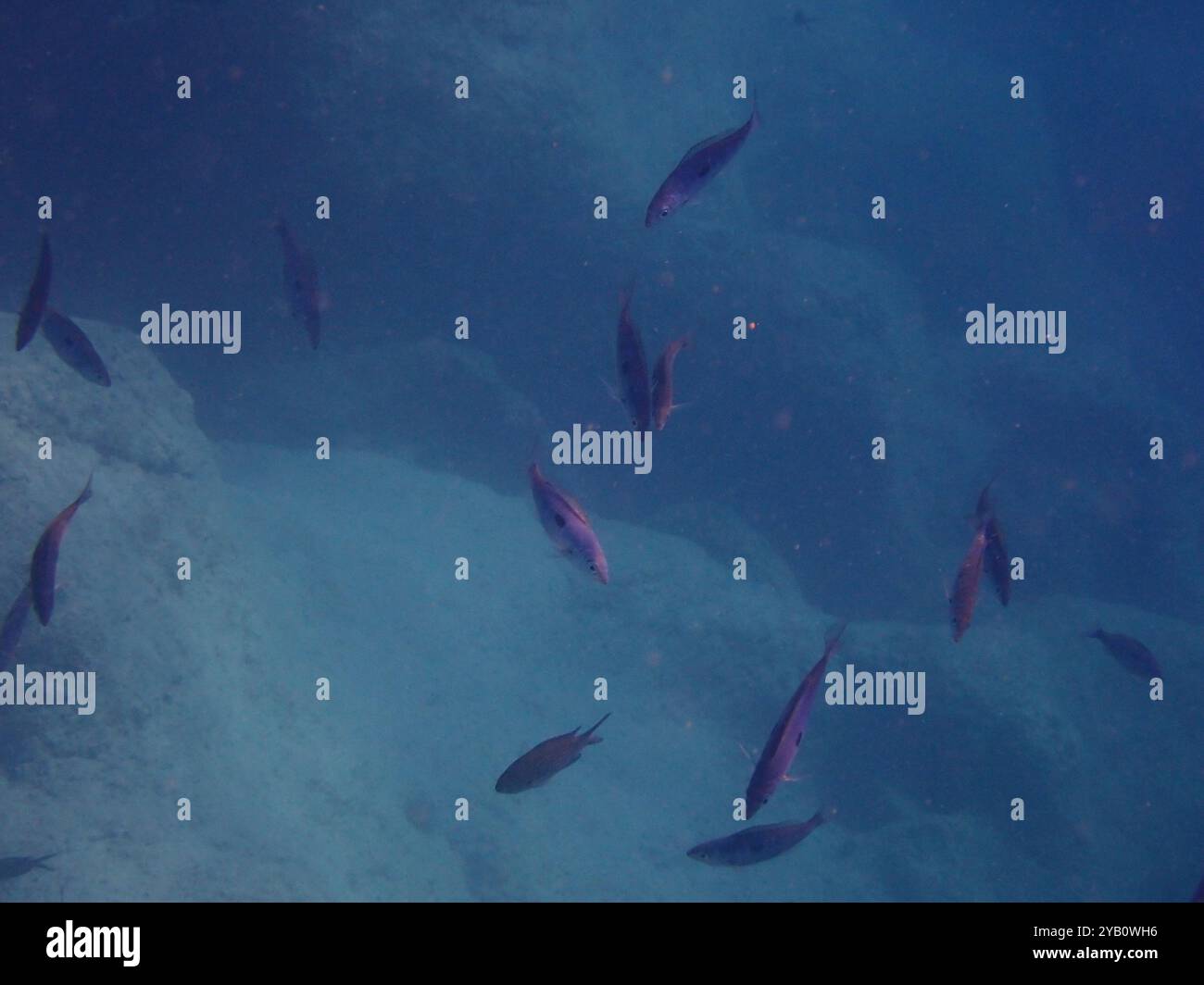 Picarel (Spicara smaris) Actinopterygii Stock Photo - Alamy