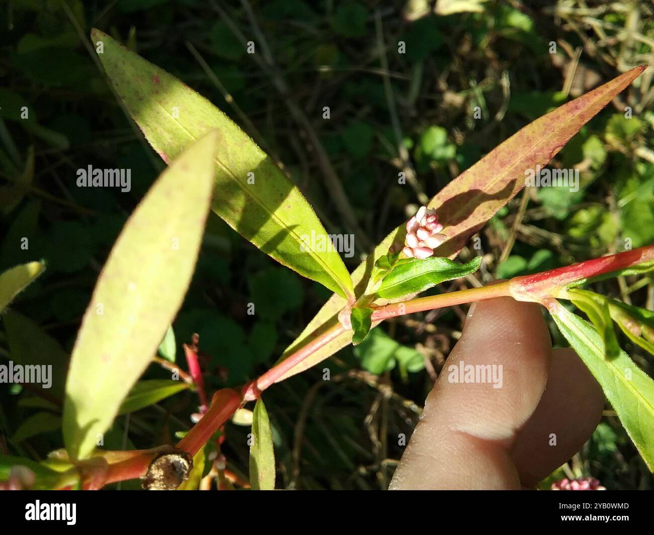 swamp smartweed (Persicaria hydropiperoides) Plantae Stock Photo - Alamy