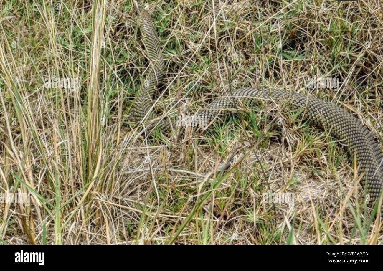 Patagonian Racer (Philodryas patagoniensis) Reptilia Stock Photo - Alamy