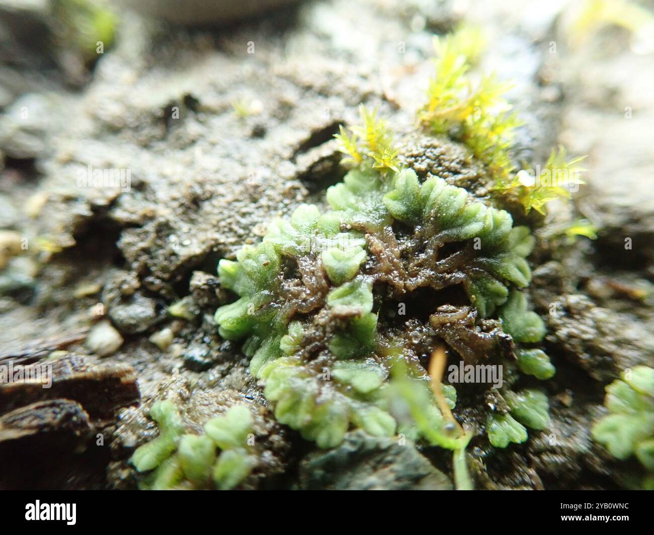 Common Crystalwort (Riccia sorocarpa) Plantae Stock Photo - Alamy