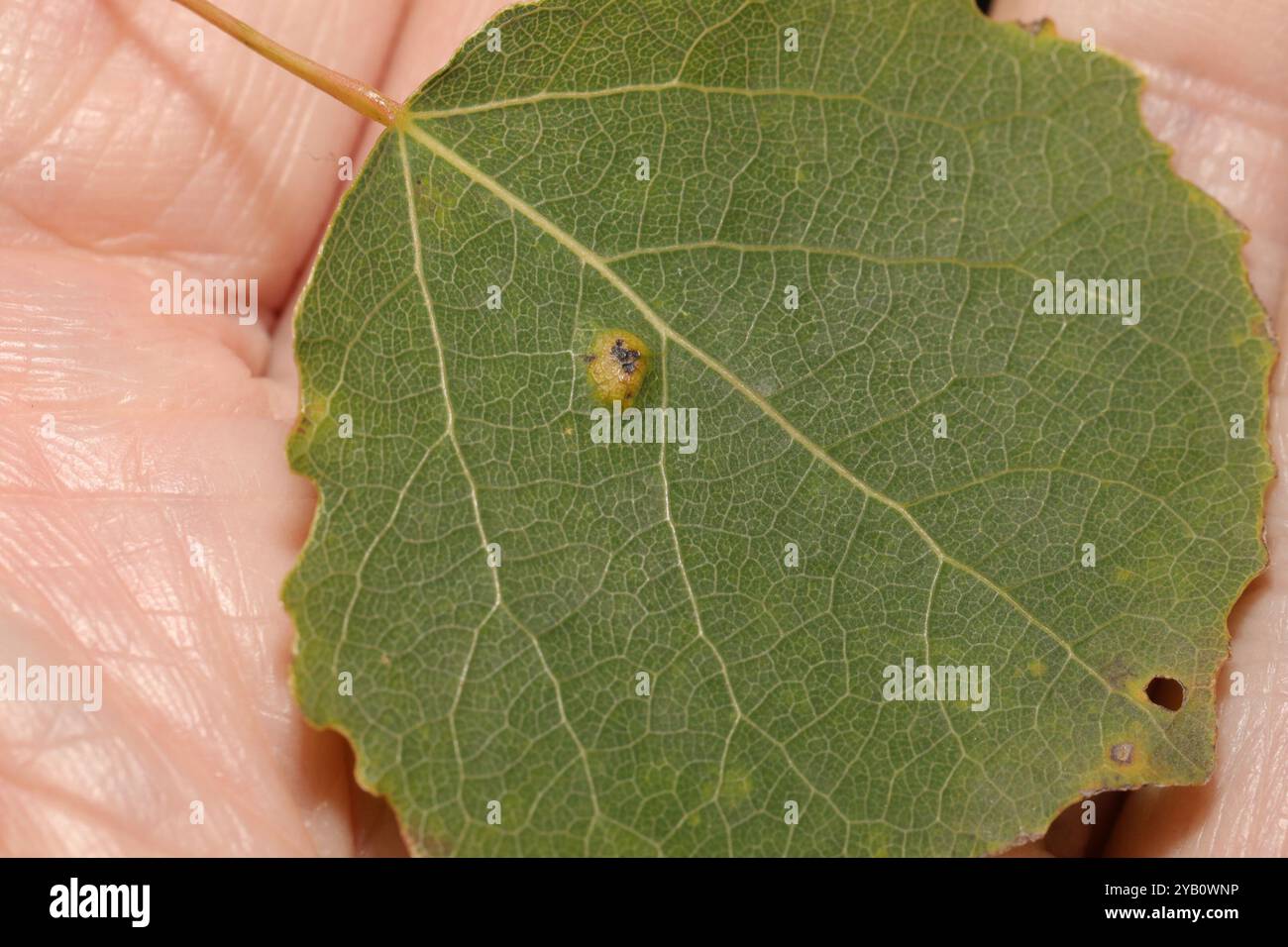 Poplar gall mite (Phyllocoptes populi) Arachnida Stock Photo - Alamy