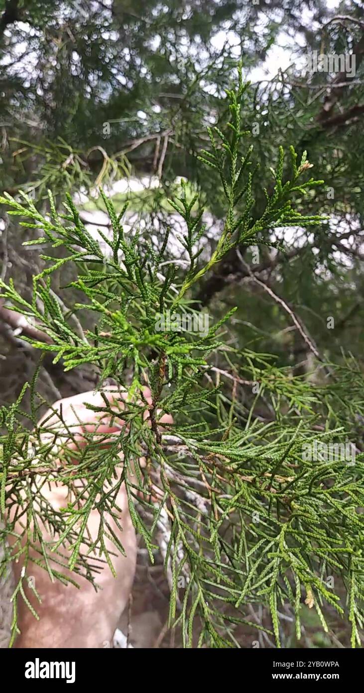 Southern Redcedar (Juniperus virginiana silicicola) Plantae Stock Photo ...