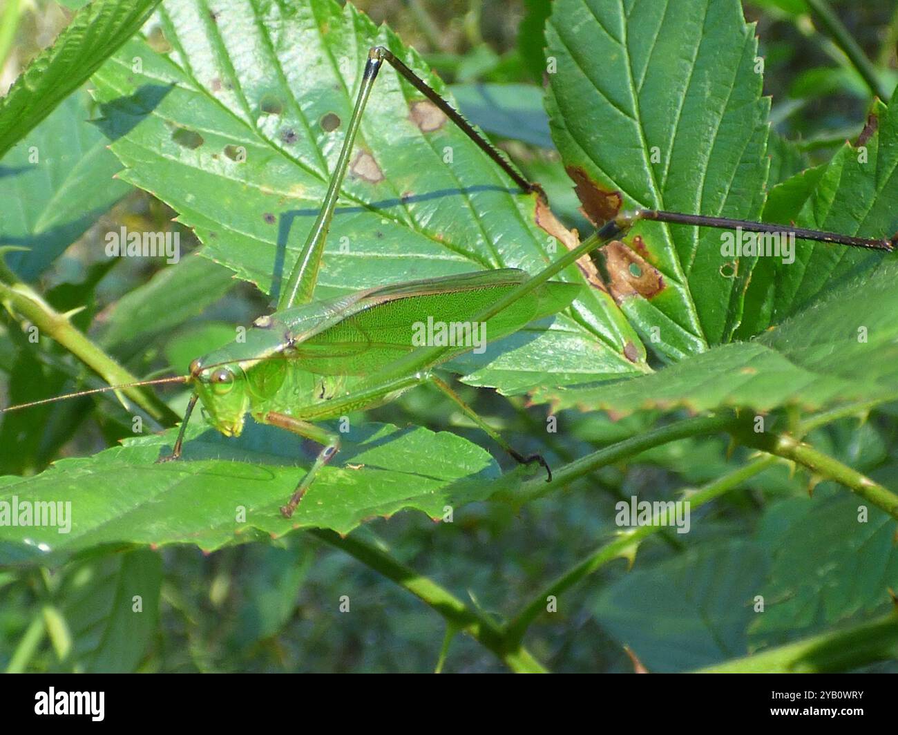Fork-tailed Bush Katydid (Scudderia furcata) Insecta Stock Photo - Alamy