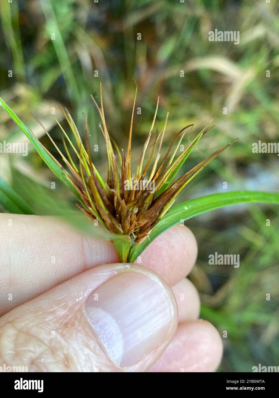 Tall Beakrush (Rhynchospora macrostachya) Plantae Stock Photo - Alamy