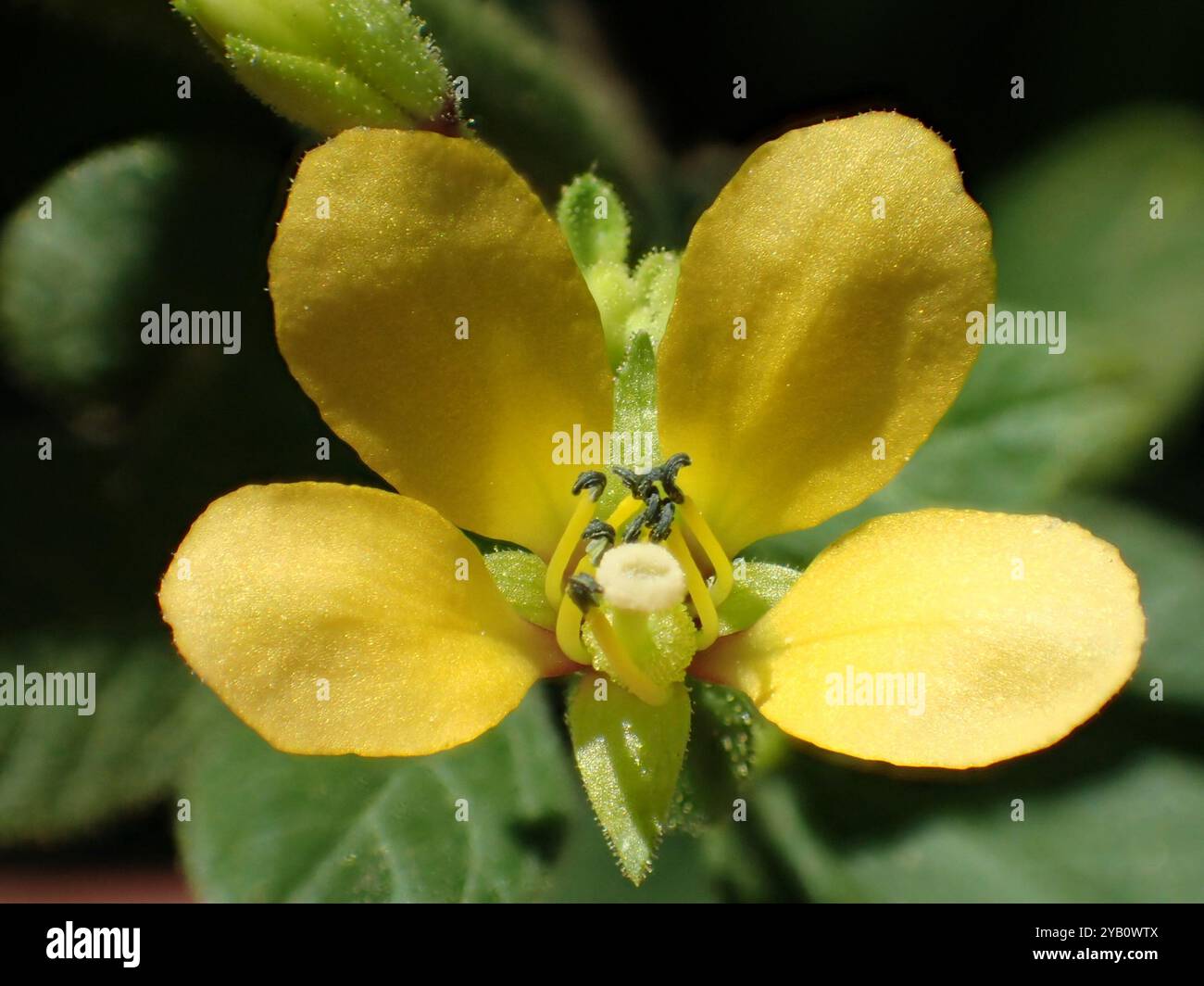 Asian spiderflower (Cleome viscosa) Plantae Stock Photo - Alamy
