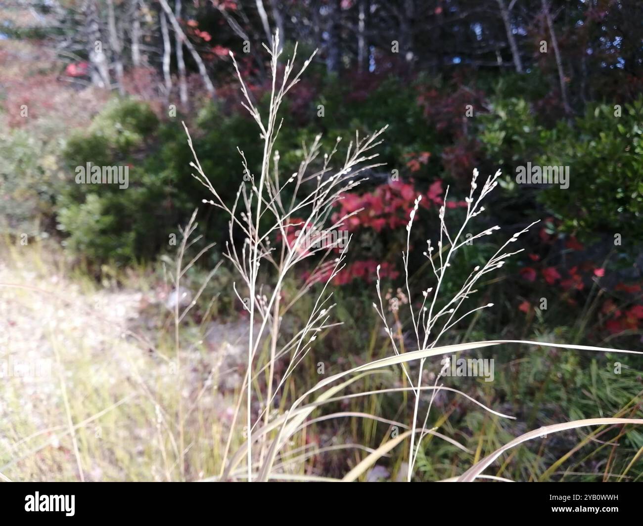 Old Switch Panicgrass (Panicum virgatum spissum) Plantae Stock Photo ...