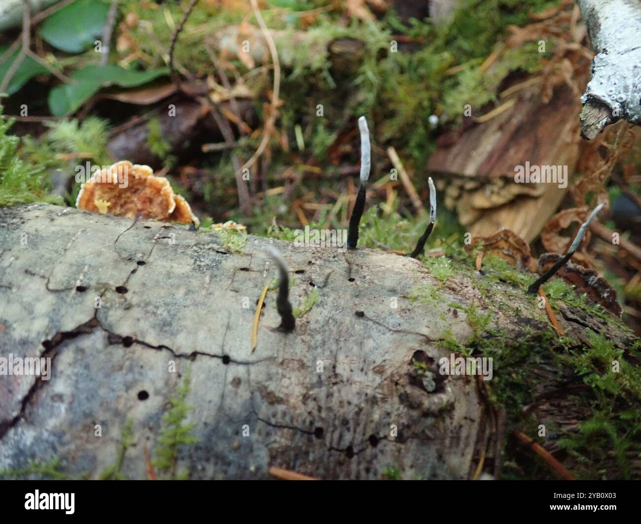 Candlesnuff Fungus (Xylaria hypoxylon) Fungi Stock Photo - Alamy