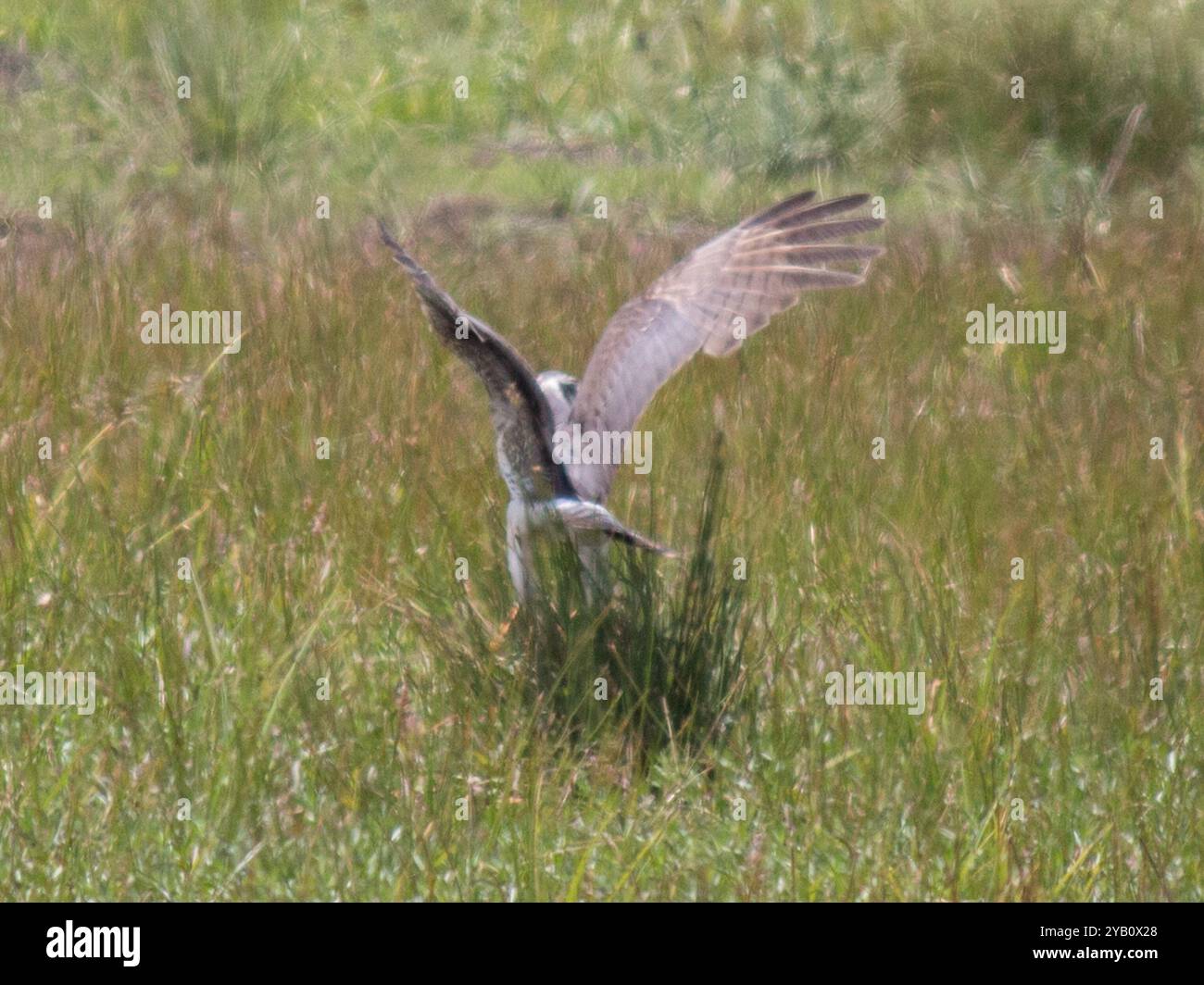 Long-winged Harrier (Circus buffoni) Aves Stock Photo - Alamy