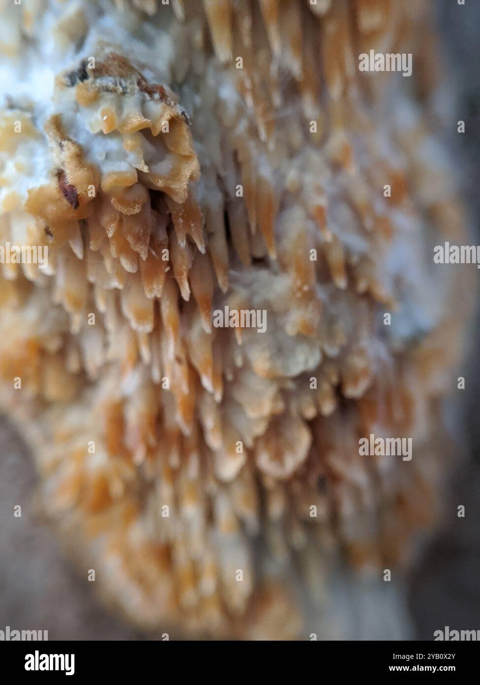 Asian Beauty (Radulomyces copelandii) Fungi Stock Photo - Alamy