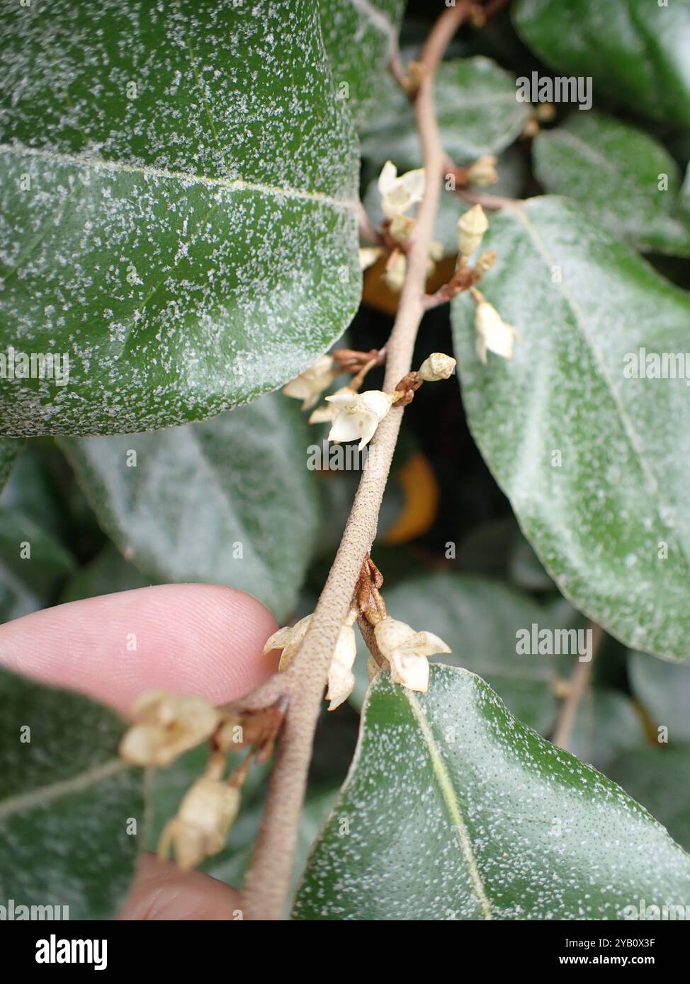 Ebbinge's Silverberry (Elaeagnus × submacrophylla) Plantae Stock Photo ...
