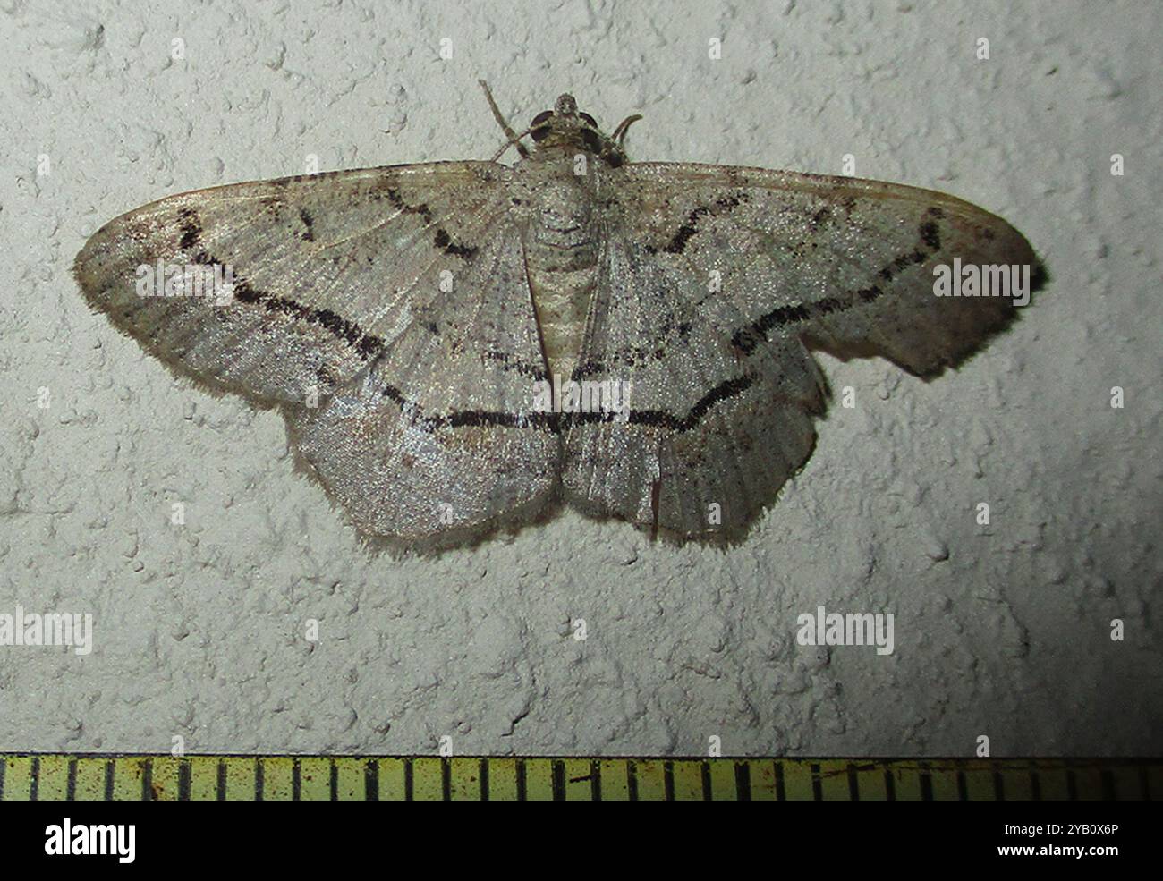Geometer Moths (Geometridae) Insecta Stock Photo - Alamy