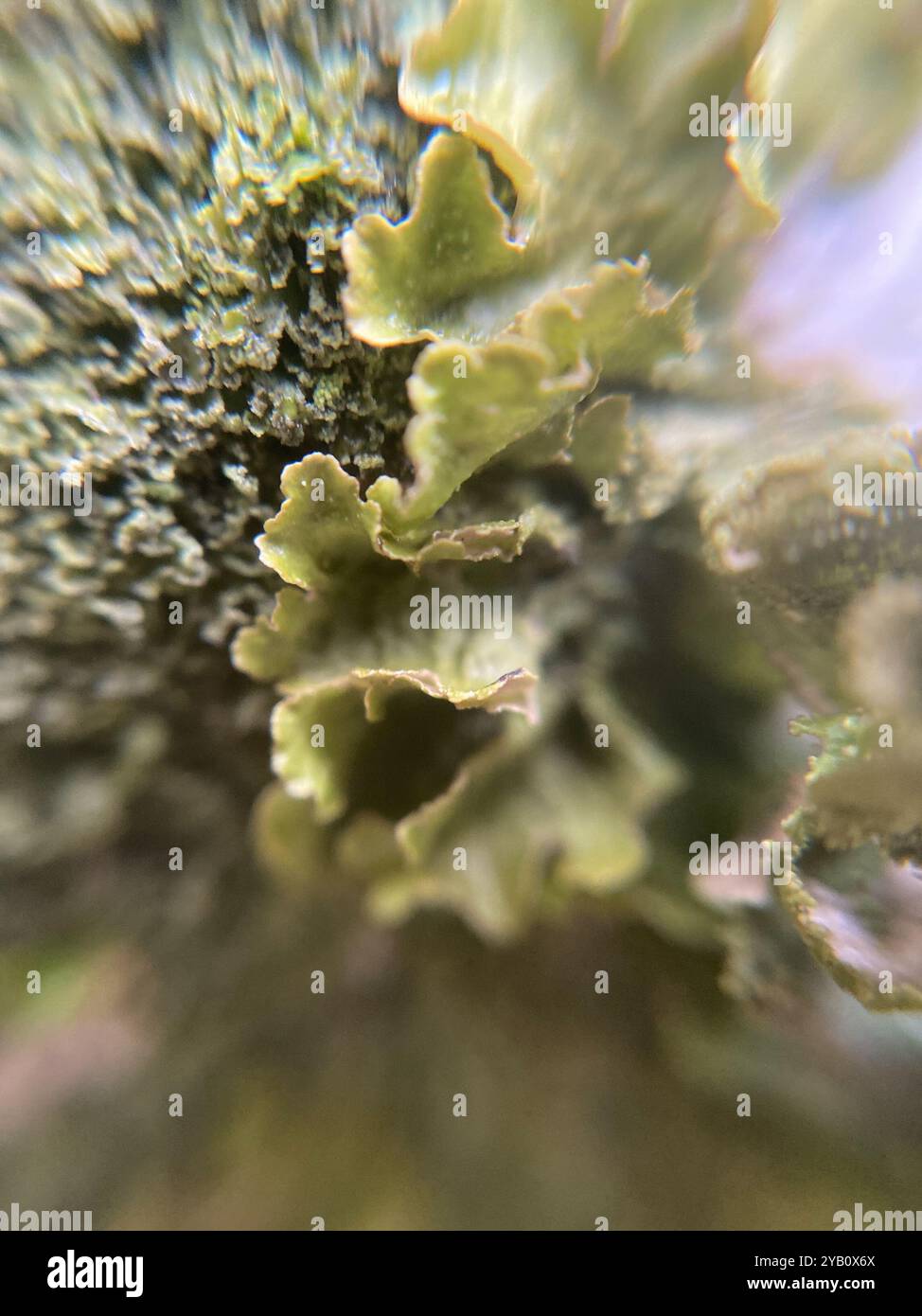 typical shield lichens (Parmelioideae) Fungi Stock Photo - Alamy