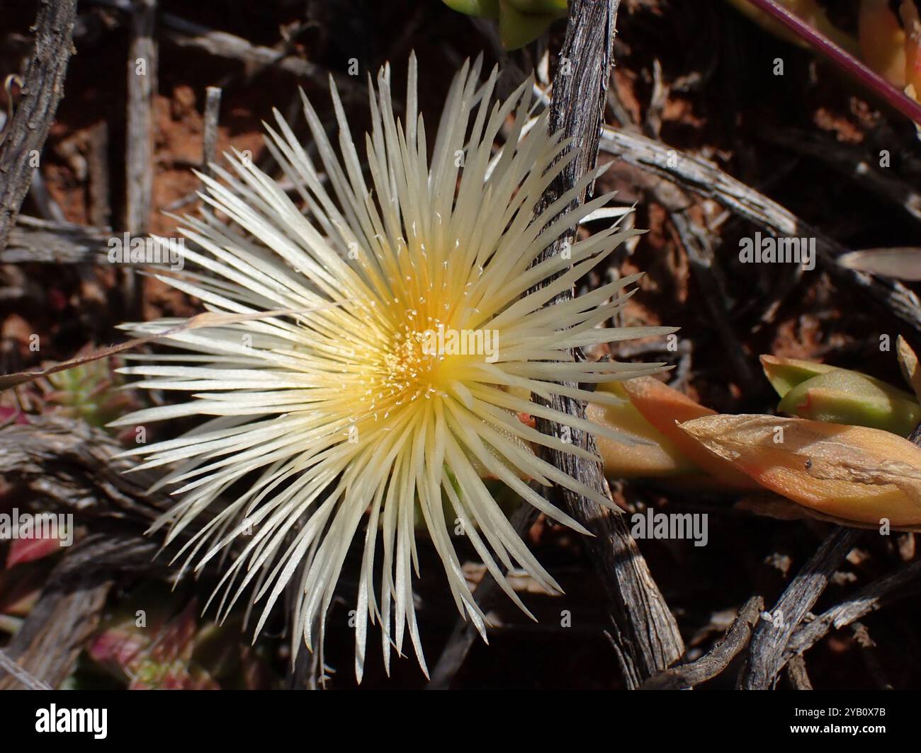 Namaqua Skeletonfig (Mesembryanthemum tortuosum) Plantae Stock Photo ...