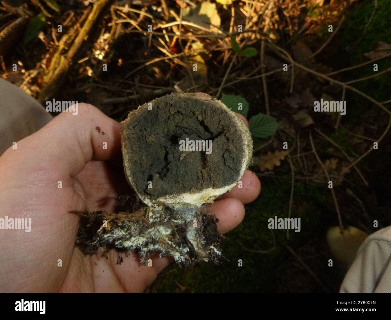 common earthball (Scleroderma citrinum) Fungi Stock Photo - Alamy