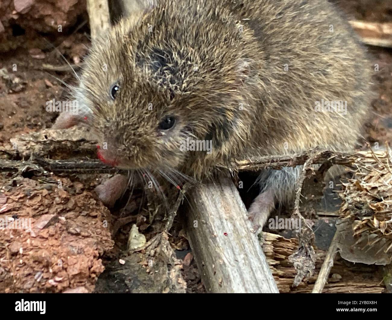 Common Vole (Microtus arvalis) Mammalia Stock Photo - Alamy