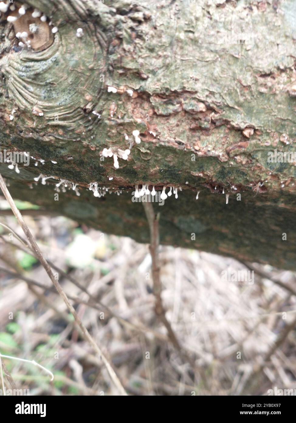 Fenugreek Stalkball (Phleogena faginea) Fungi Stock Photo - Alamy