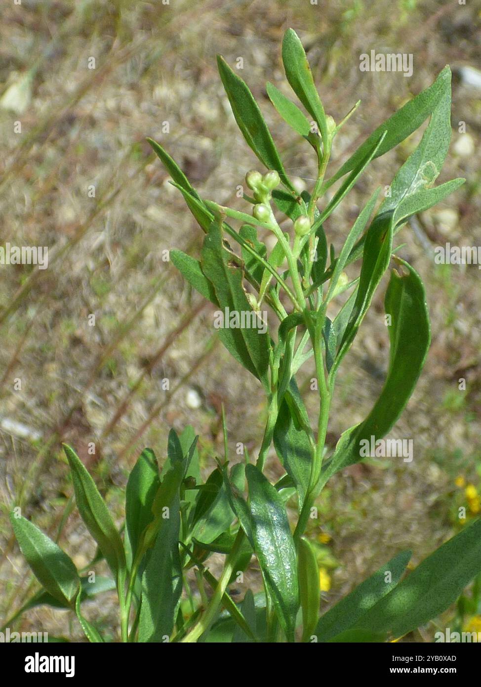 groundsel tree (Baccharis halimifolia) Plantae Stock Photo - Alamy