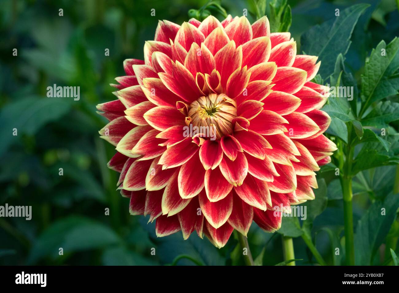 Decorative Dahlia "Dutch Carnaval Stock Photo - Alamy