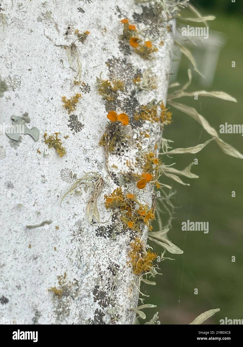 Golden-eye Lichen (Teloschistes chrysophthalmus) Fungi Stock Photo - Alamy