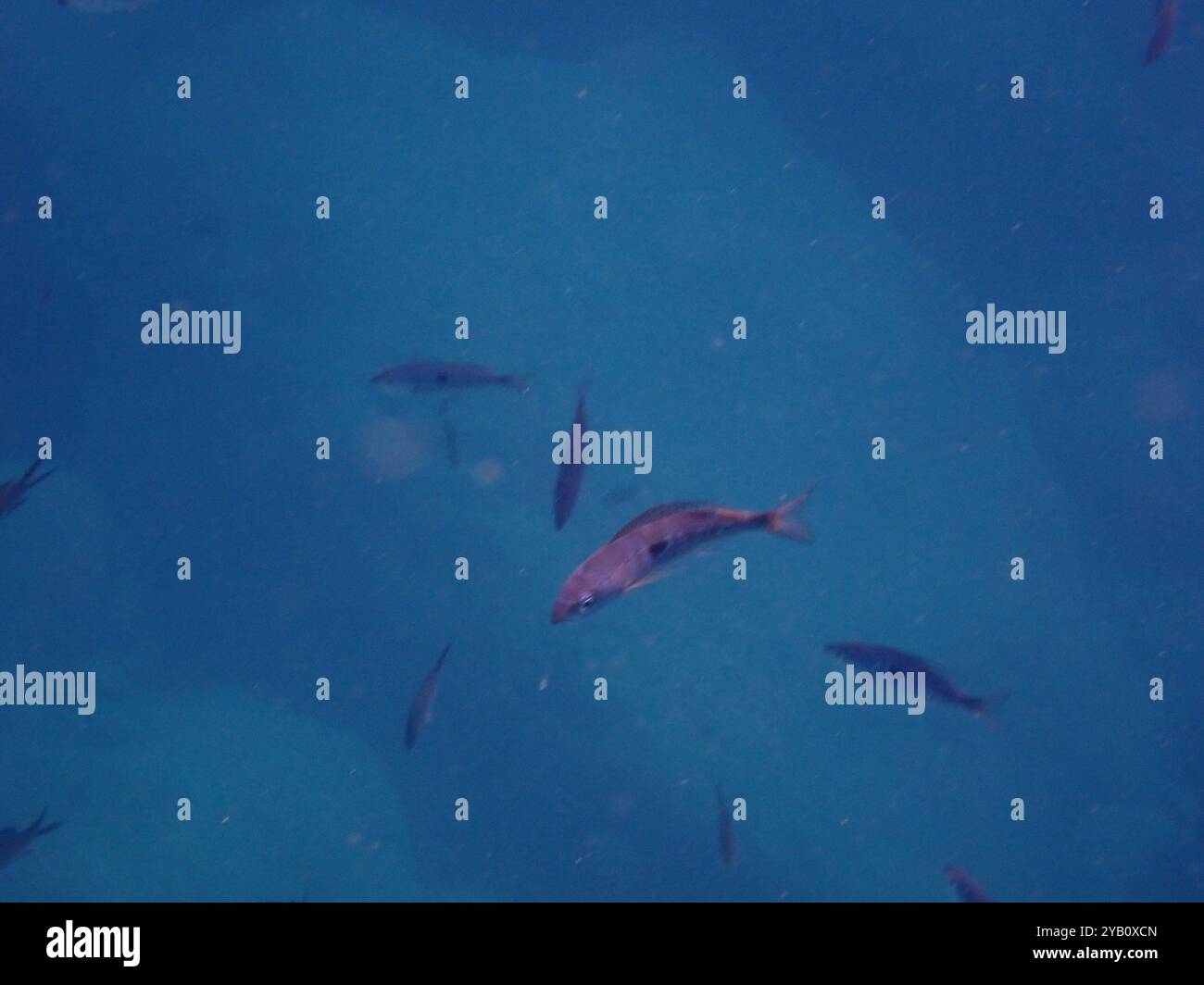 Picarel (Spicara smaris) Actinopterygii Stock Photo - Alamy