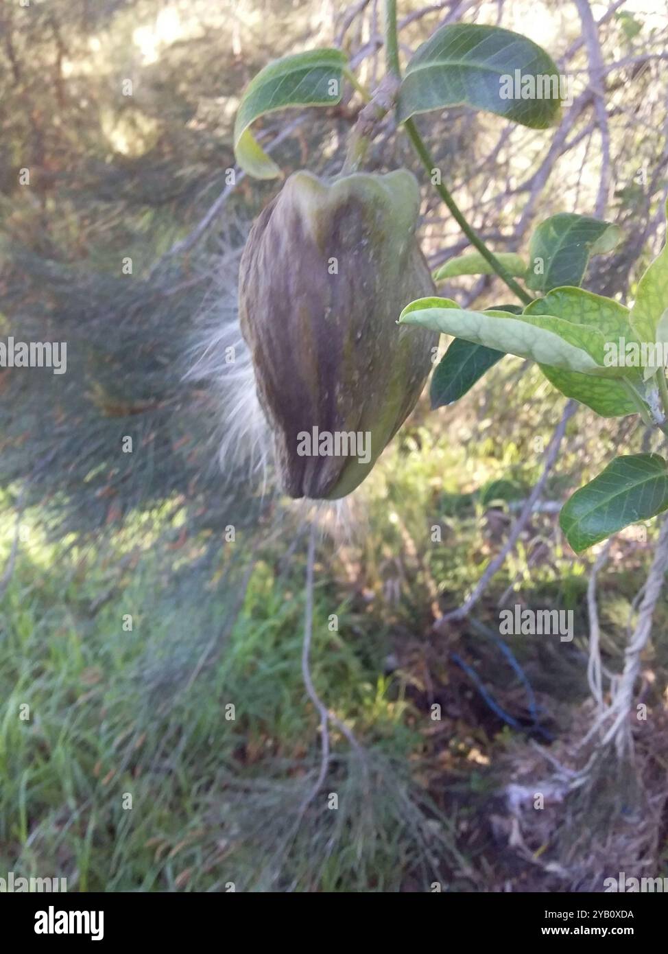 Moth Vine (Araujia sericifera) Plantae Stock Photo - Alamy