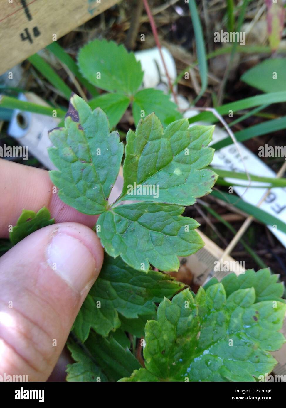 plants (Plantae) Plantae Stock Photo - Alamy