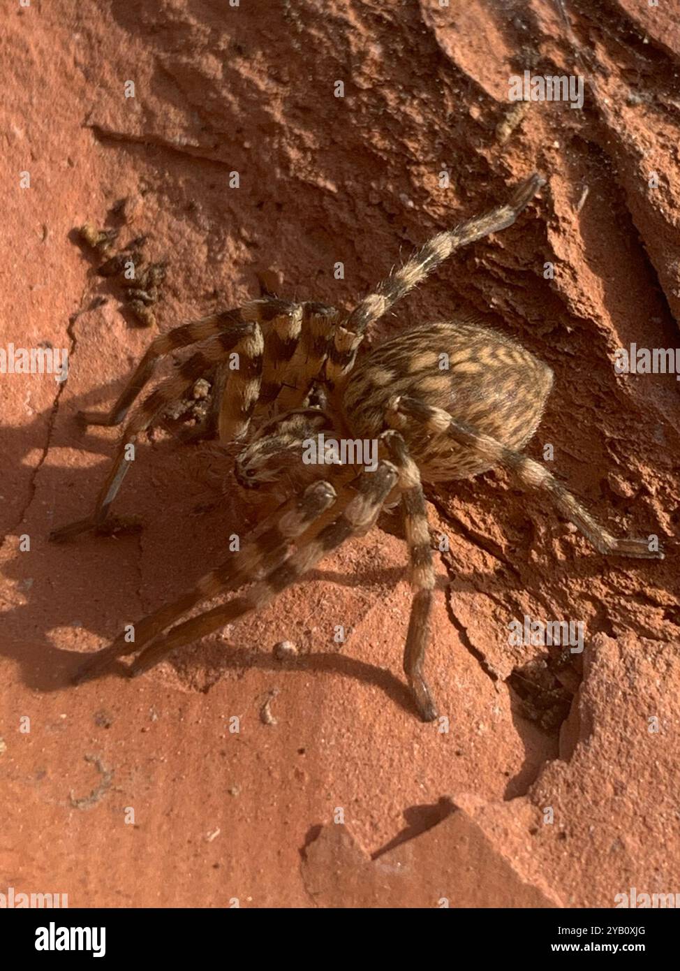 Walckenaer's Huntsman Spider (Eusparassus walckenaeri) Arachnida Stock ...
