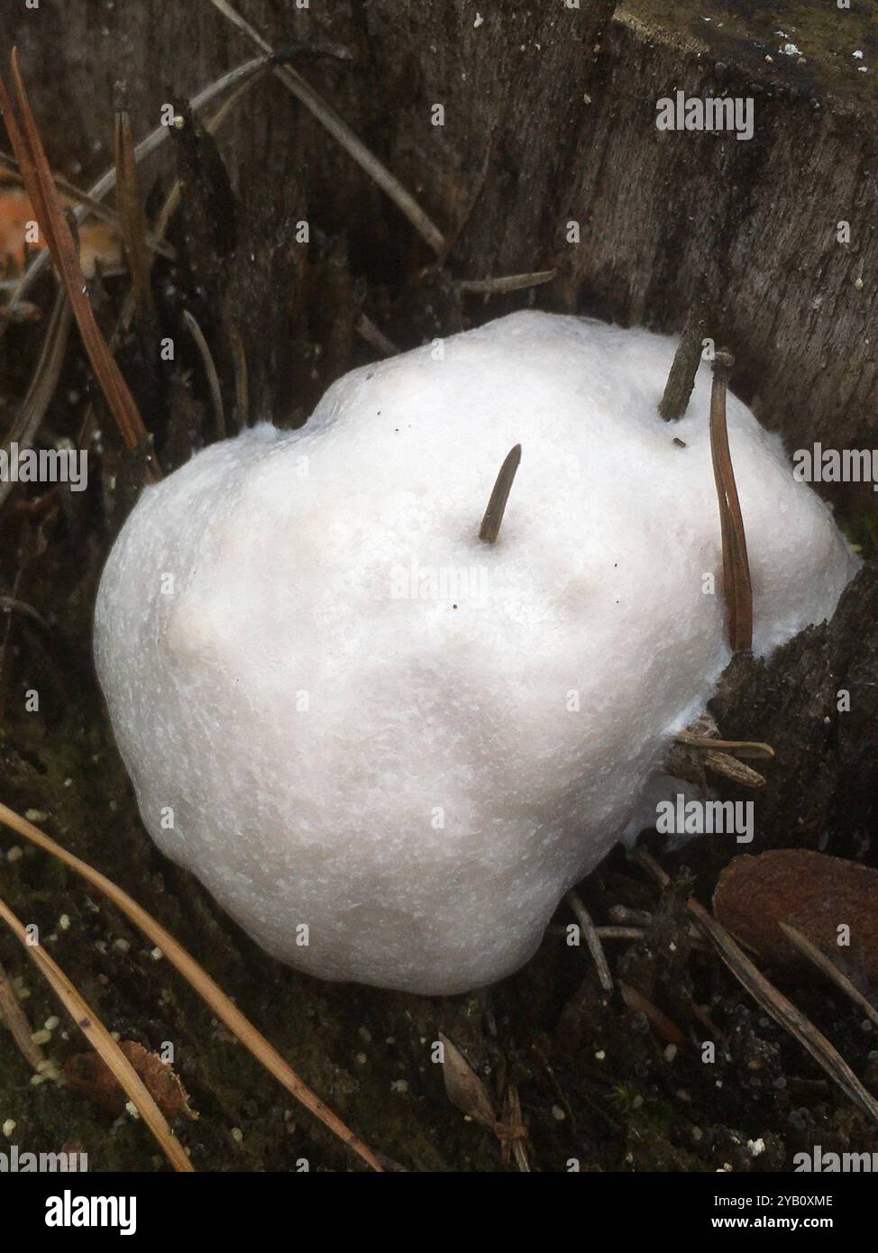 False Puffball (Reticularia lycoperdon) Protozoa Stock Photo - Alamy