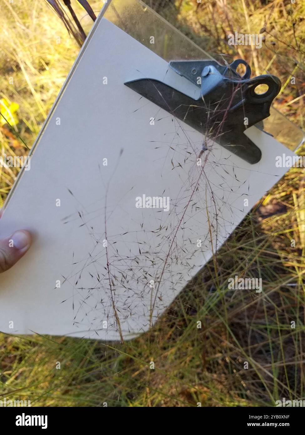 Hairawn Muhly (Muhlenbergia capillaris) Plantae Stock Photo - Alamy