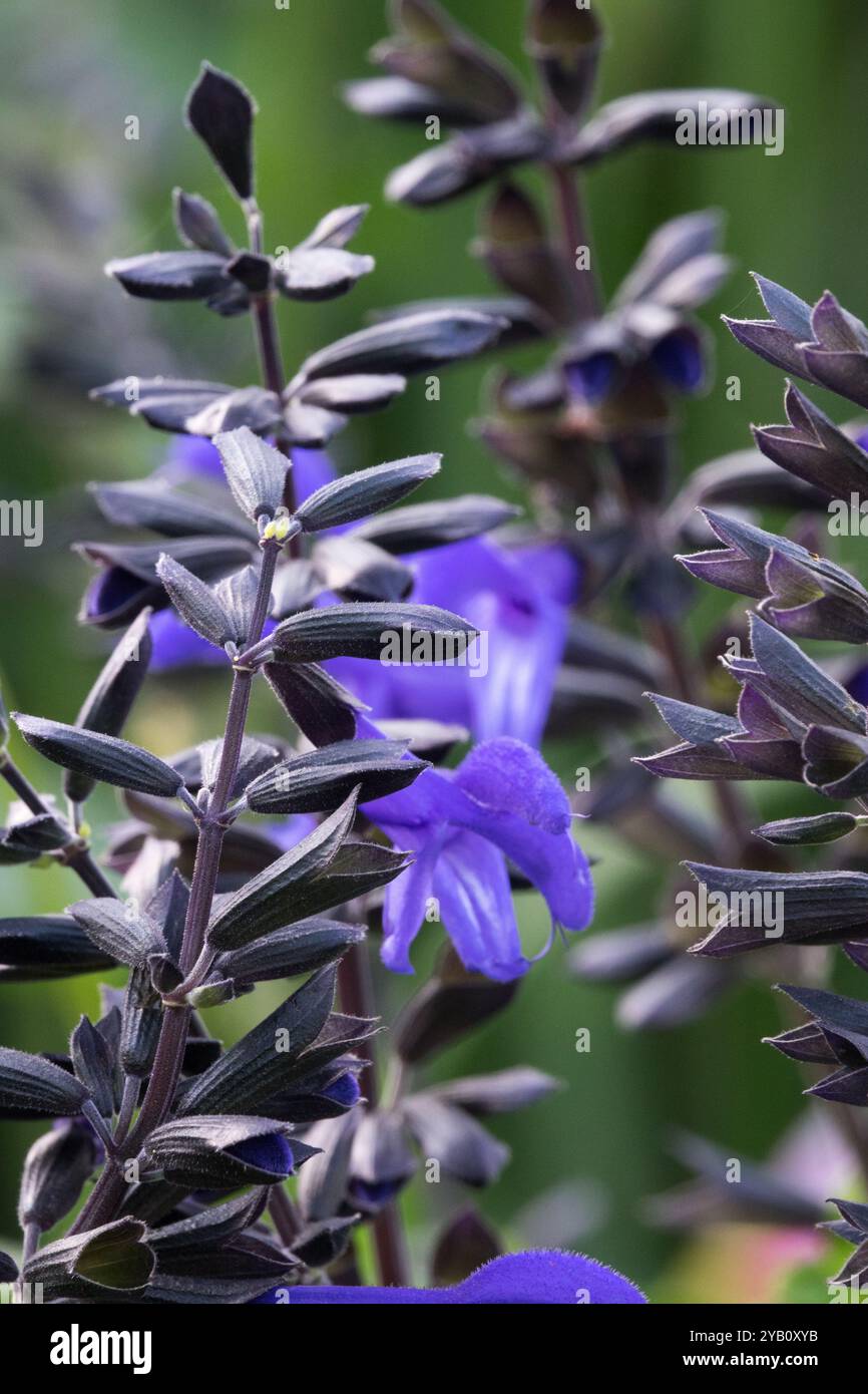 Salvia "Rockin True Blue Stock Photo - Alamy