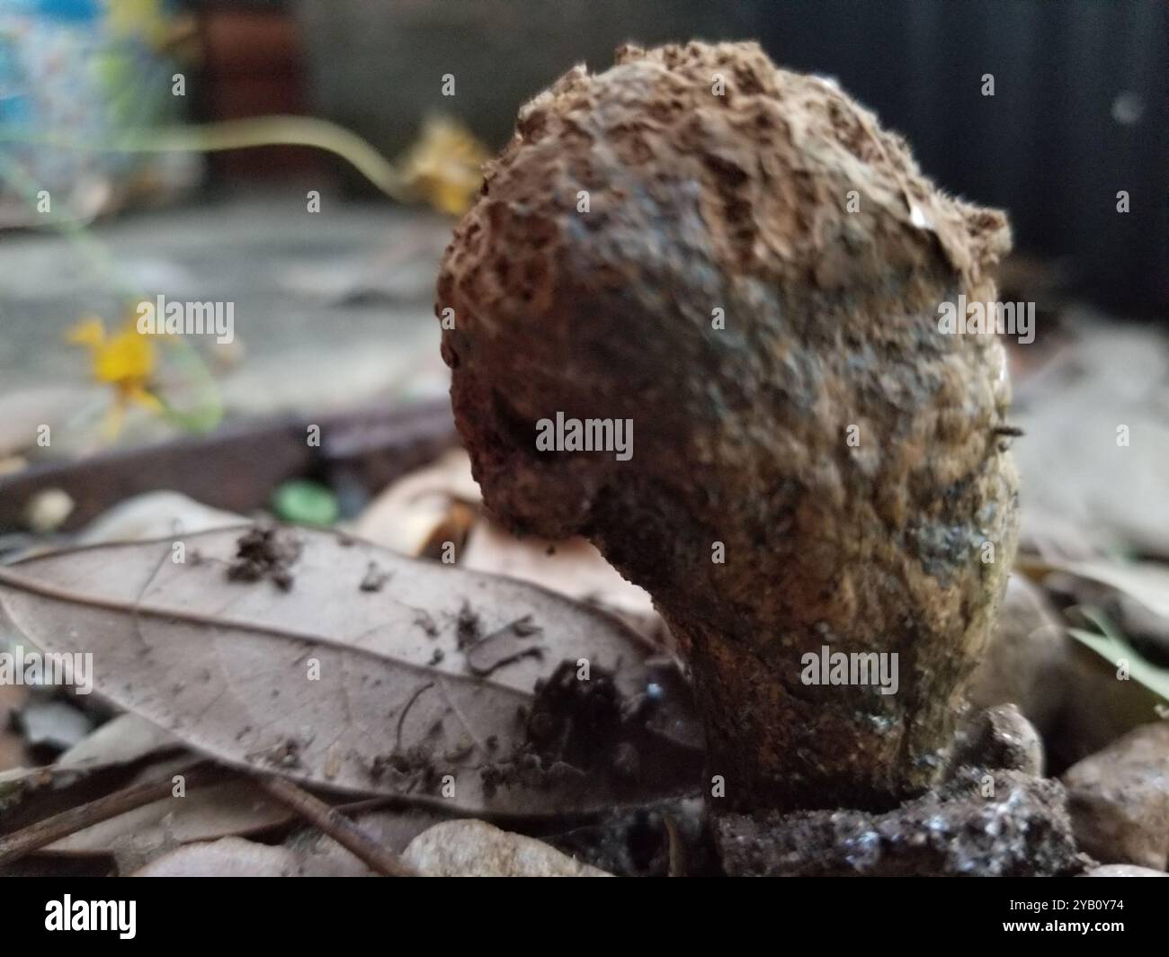 Dyeball (Pisolithus arhizus) Fungi Stock Photo - Alamy